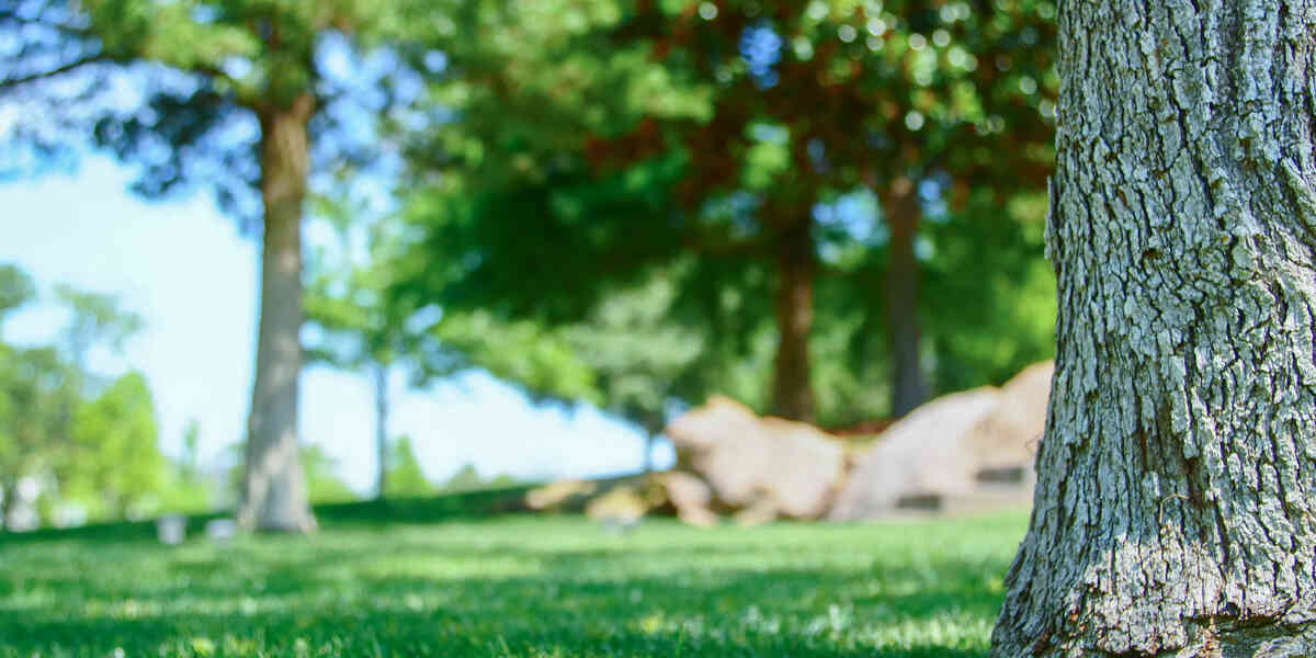 Tree Health Care - What to Expect During an Inspection