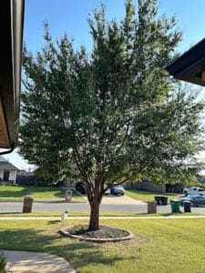 Tree Pruning Project - Enhancing a Live Oak Health & Aesthetics in ...