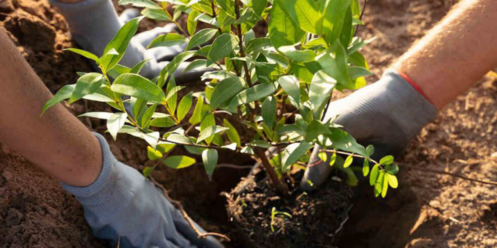 How to Plant a Tree - Step-by-Step Guide From Start to Finish